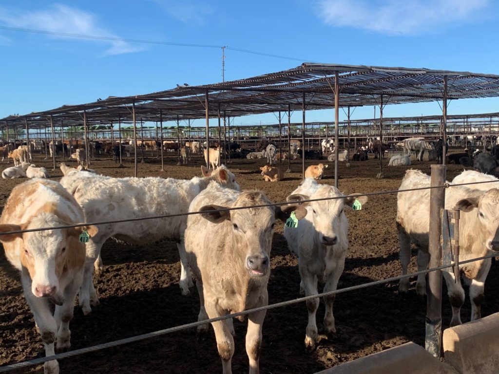 The Imperial Valley Cattle Industry Remains an Essential 24/7 Operation ...